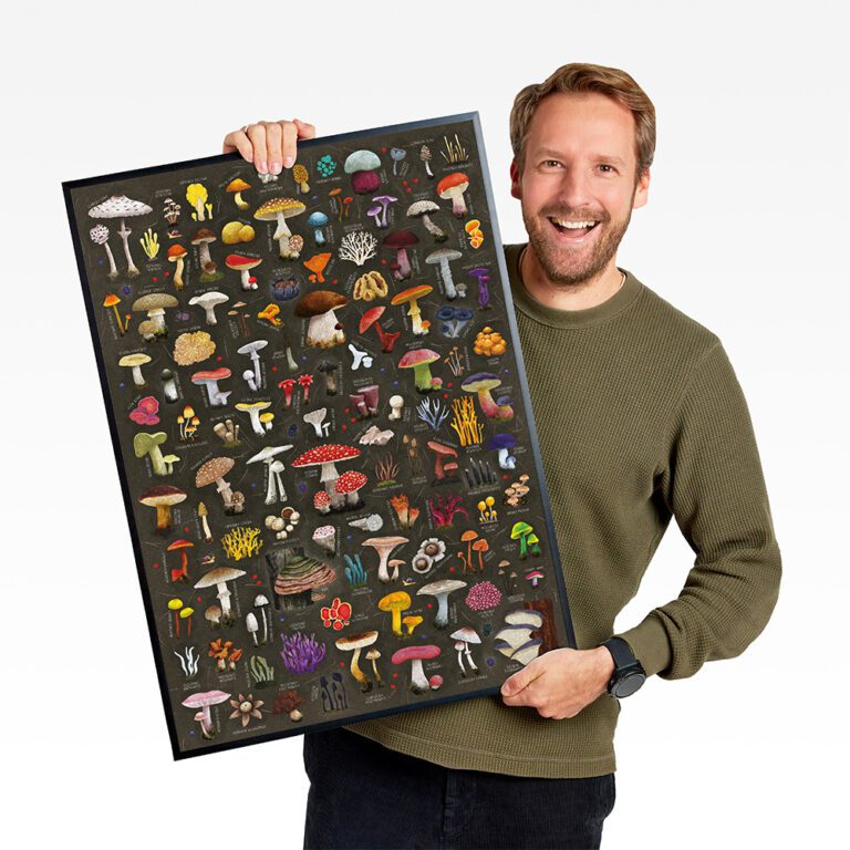 Plakat Grzyby - CzuCzu